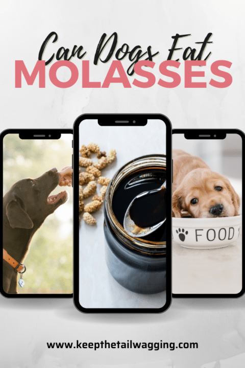 Can Dogs Eat Molasses? Easy Dog Treat Recipes Your Dogs will Love