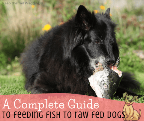 The Complete Guide to Feeding Fish to Raw Fed Dogs