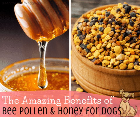 The Amazing Benefits of Bee Pollen and Honey for Dogs