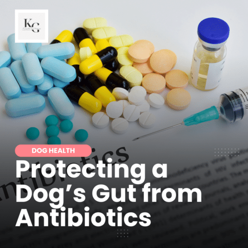 5 Ways to Naturally Reduce Inflammation in Dogs