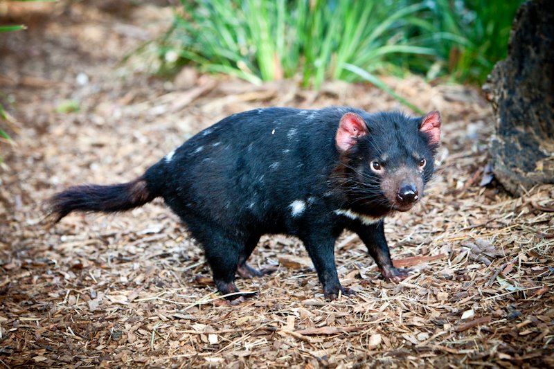 Photo essay: The wildlife and nature of Tasmania