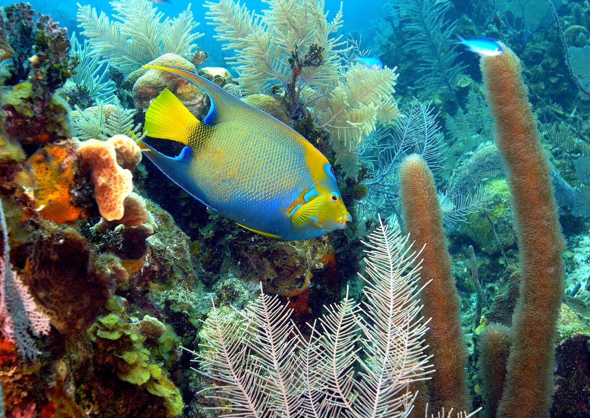 Belize Barrier Reef Fish Species