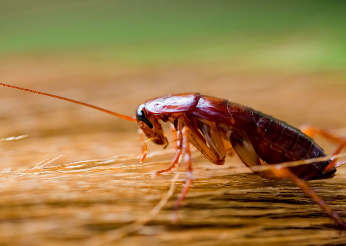 Bronx Zoo will let you name a cockroach for Valentine’s Day