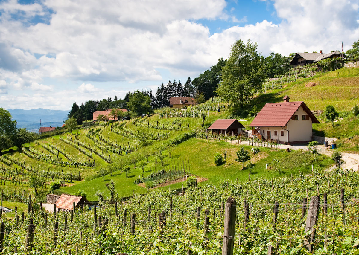 Underrated European wine regions: Slovenia wine country and more