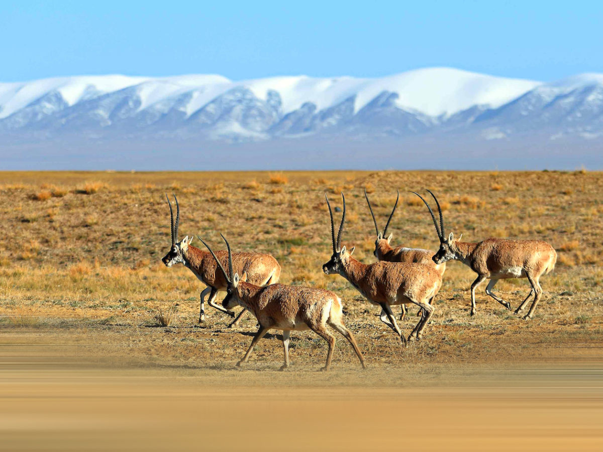 Tibetan antelope are being poached to make scarves