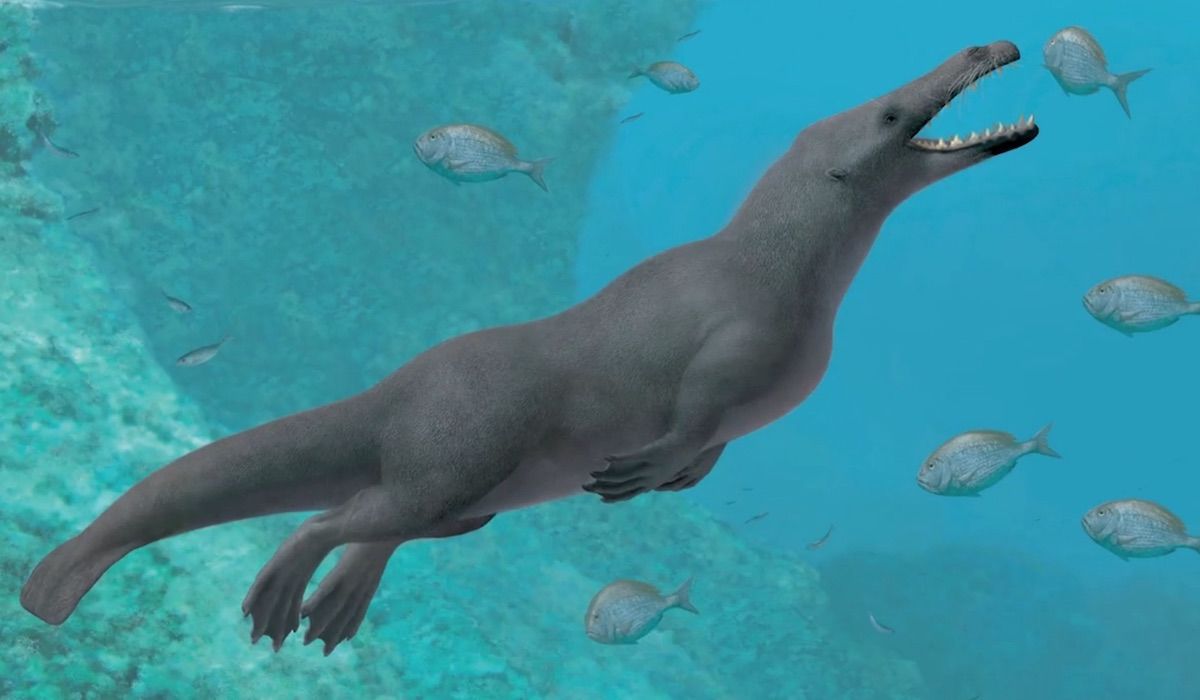 Fossil found of four-legged whale with hooves