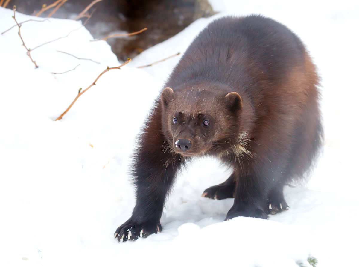 What is a wolverine and where to see them in Washington State