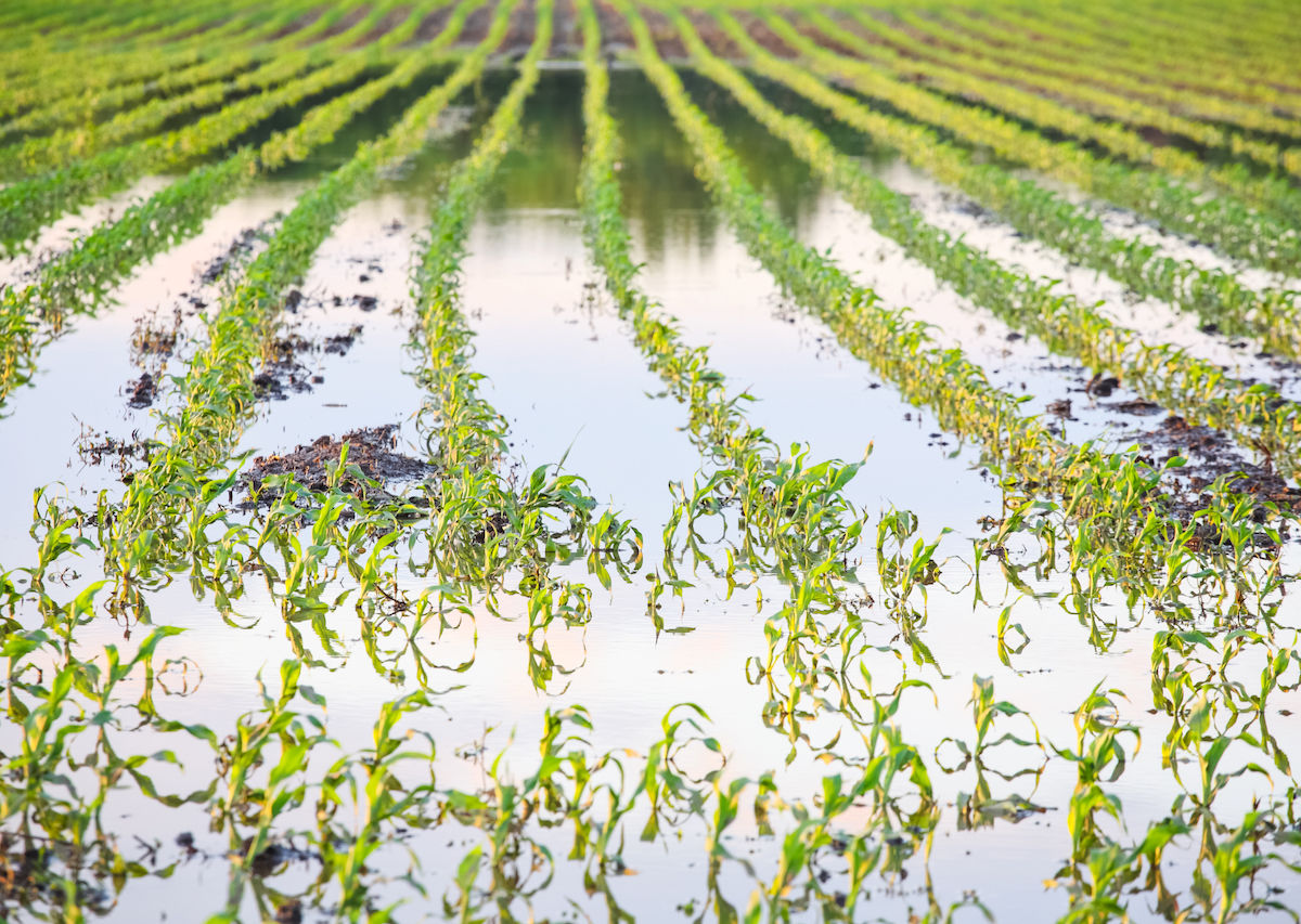 #NoPlant19 images of flooded corn fields