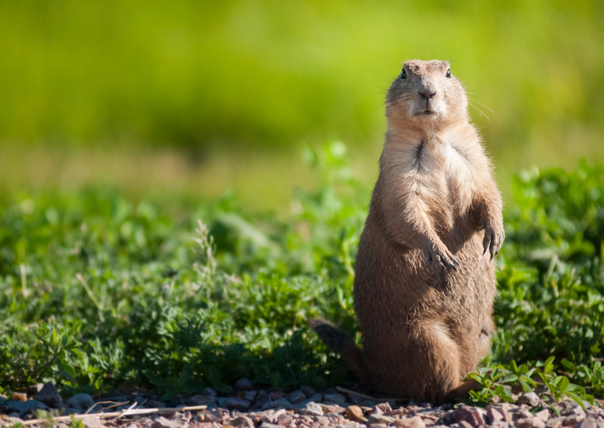 Plague-infected prairie dogs force park closures