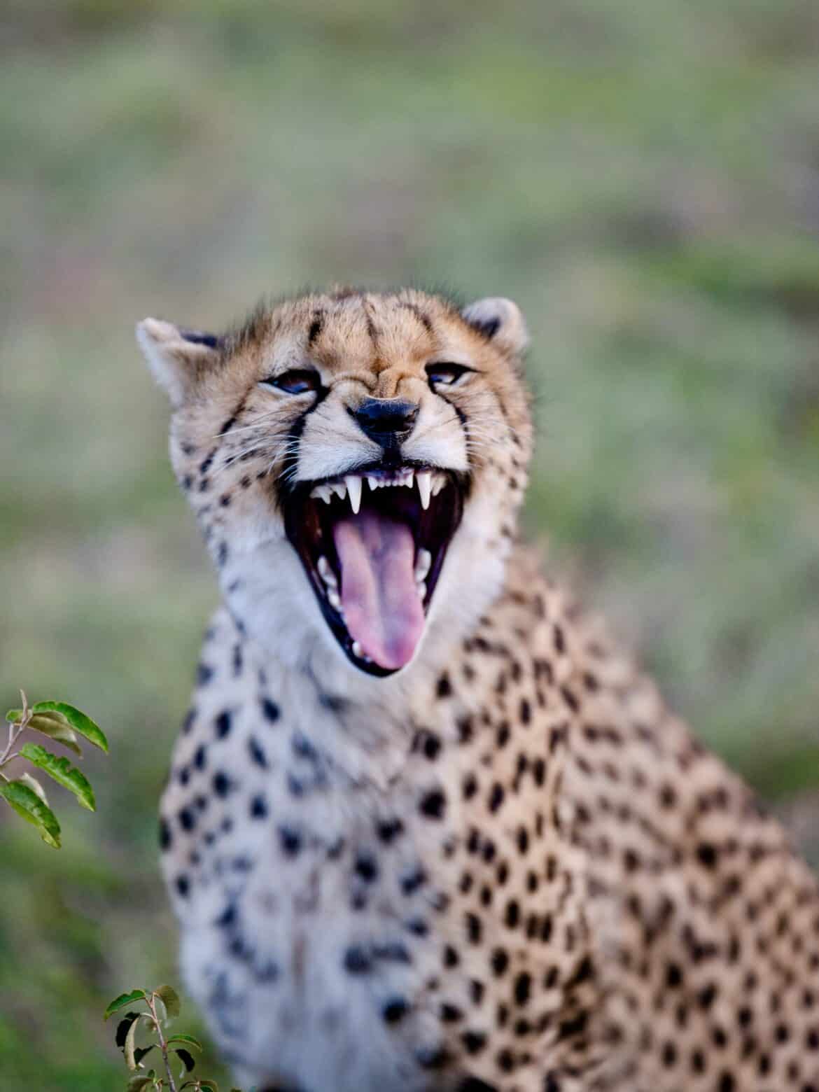 5 Reasons to Go on a Family Safari with Micato - Micato Safaris