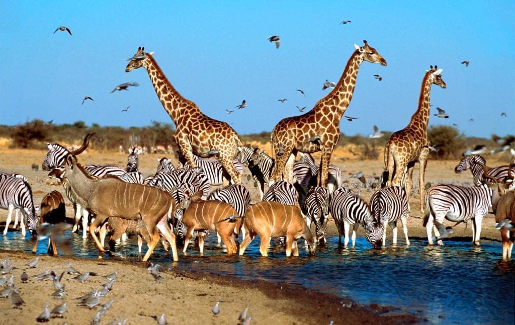 Madikwe Game Reserve, South Africa - Luxury Africa Safari Desination ...