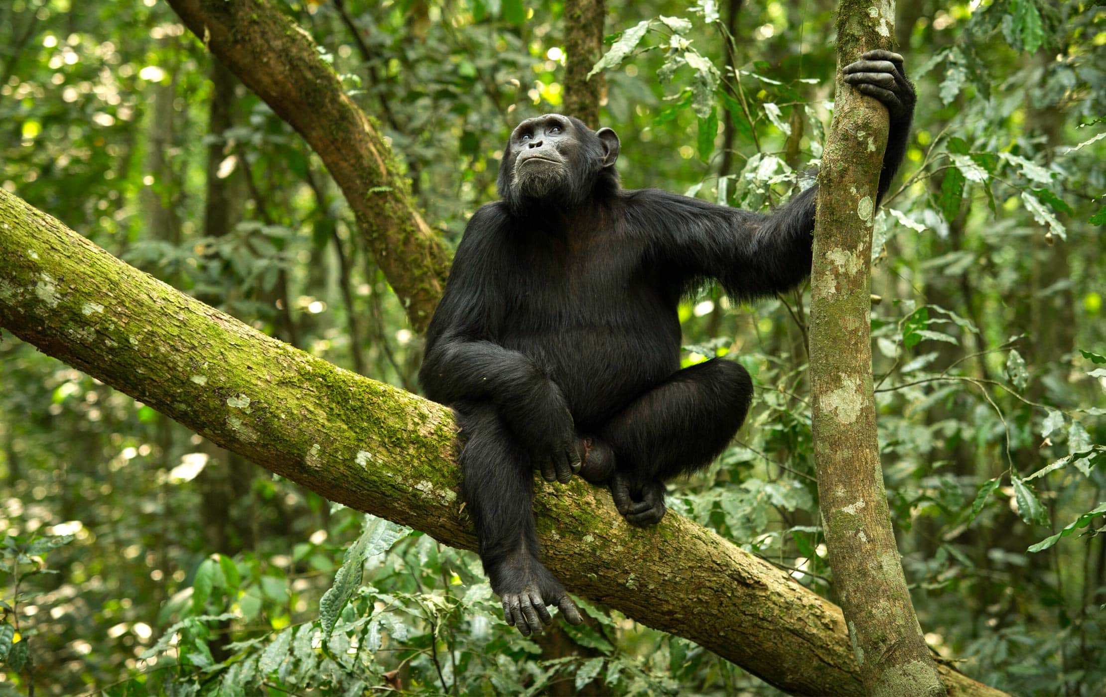 Mahale Mountains National Park - Tanzania - Micato Safaris