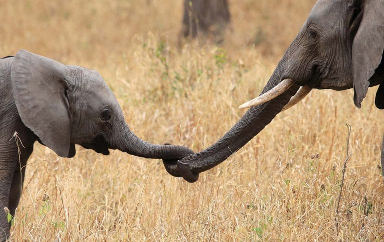 The Female Anti-Poaching Teams Protecting Africa's Wildlife - Micato ...