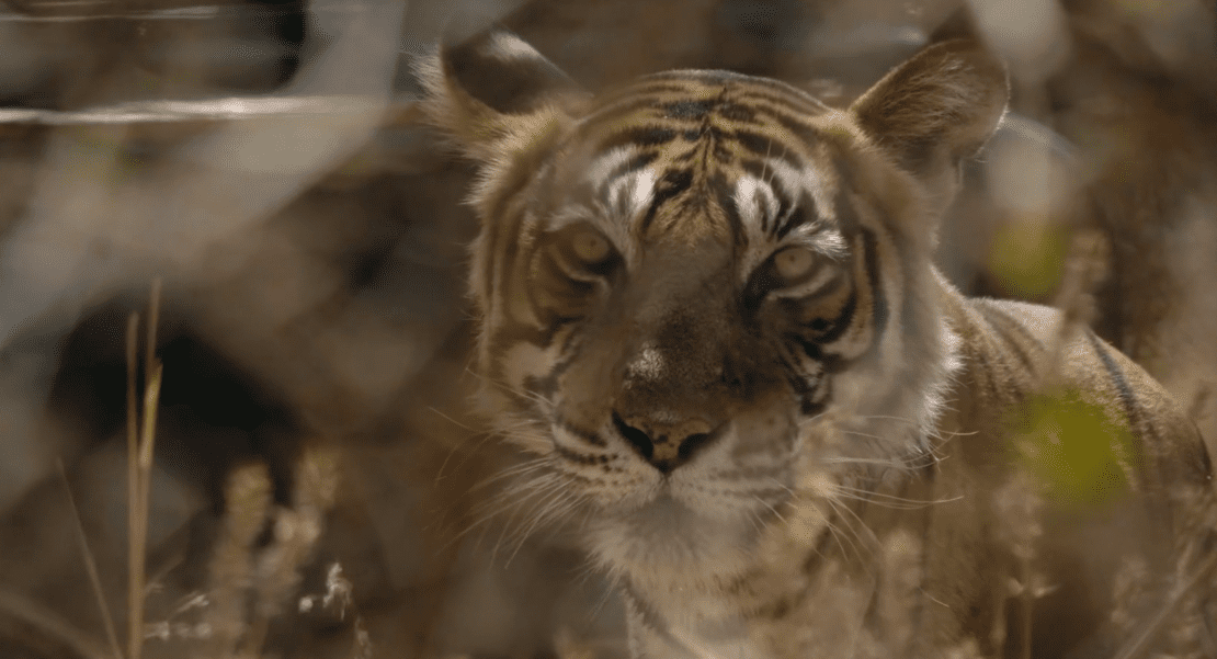 Explore Royal Bengal Tigers of Ranthambore-Micato Luxury African Safaris