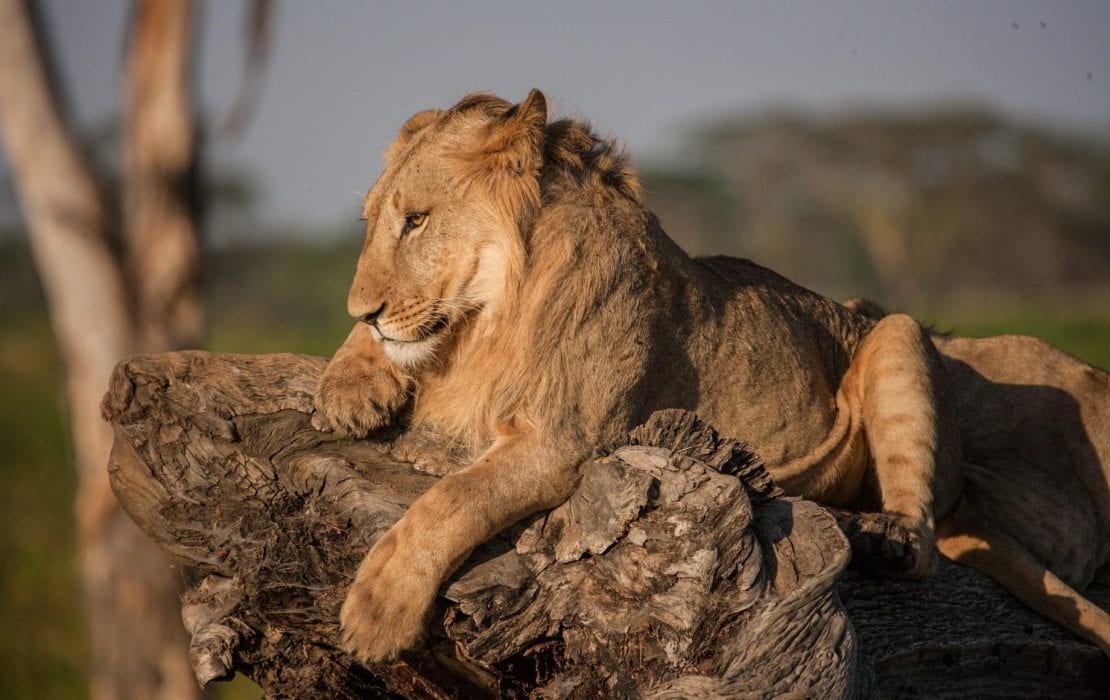 Lewa Conservancy, Kenya - Luxury Africa Safari Destination - Micato Safaris