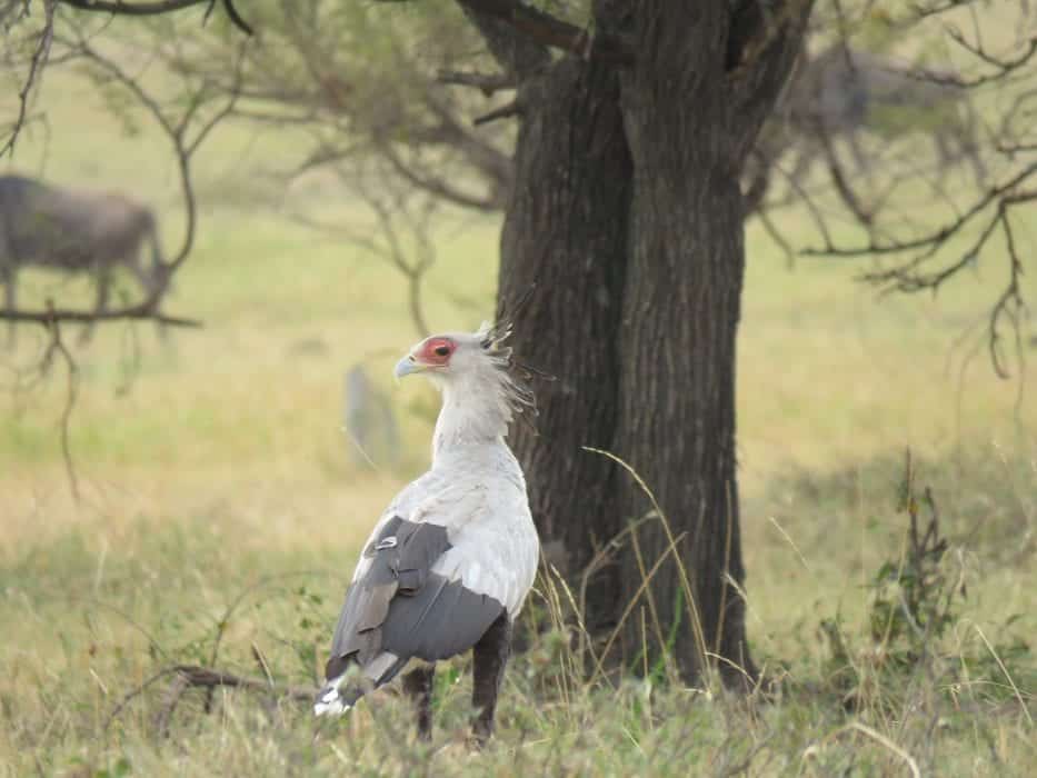 Five Birds You'll Only See on Safari - Micato Safaris