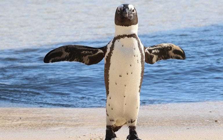 Wildlife Spotlight: The African Penguin - Micato Safaris