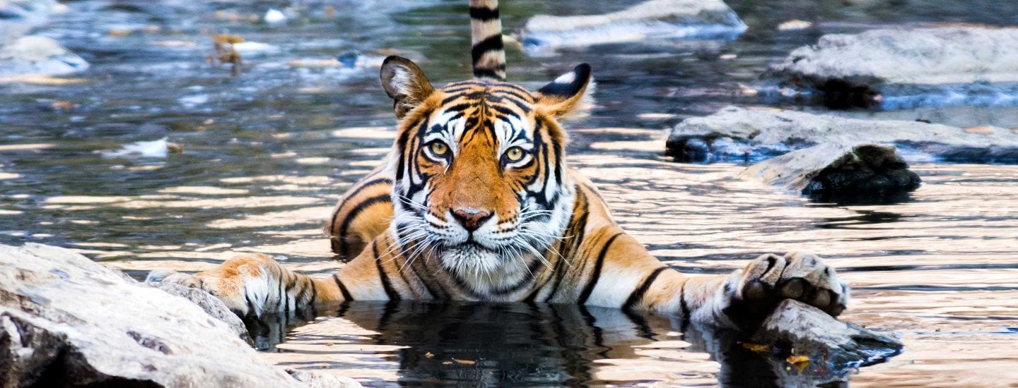 When to Visit India's Ranthambore National Park - Micato Safaris