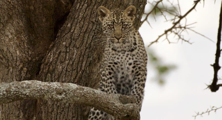 Wildlife Spotlight: The African Leopard - Micato Safaris