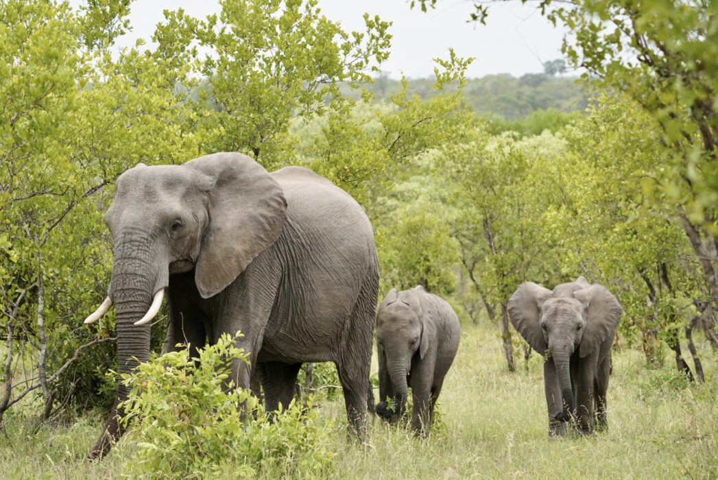The Original “Slow Travel”? A Game Drive in South Africa’s Greater ...