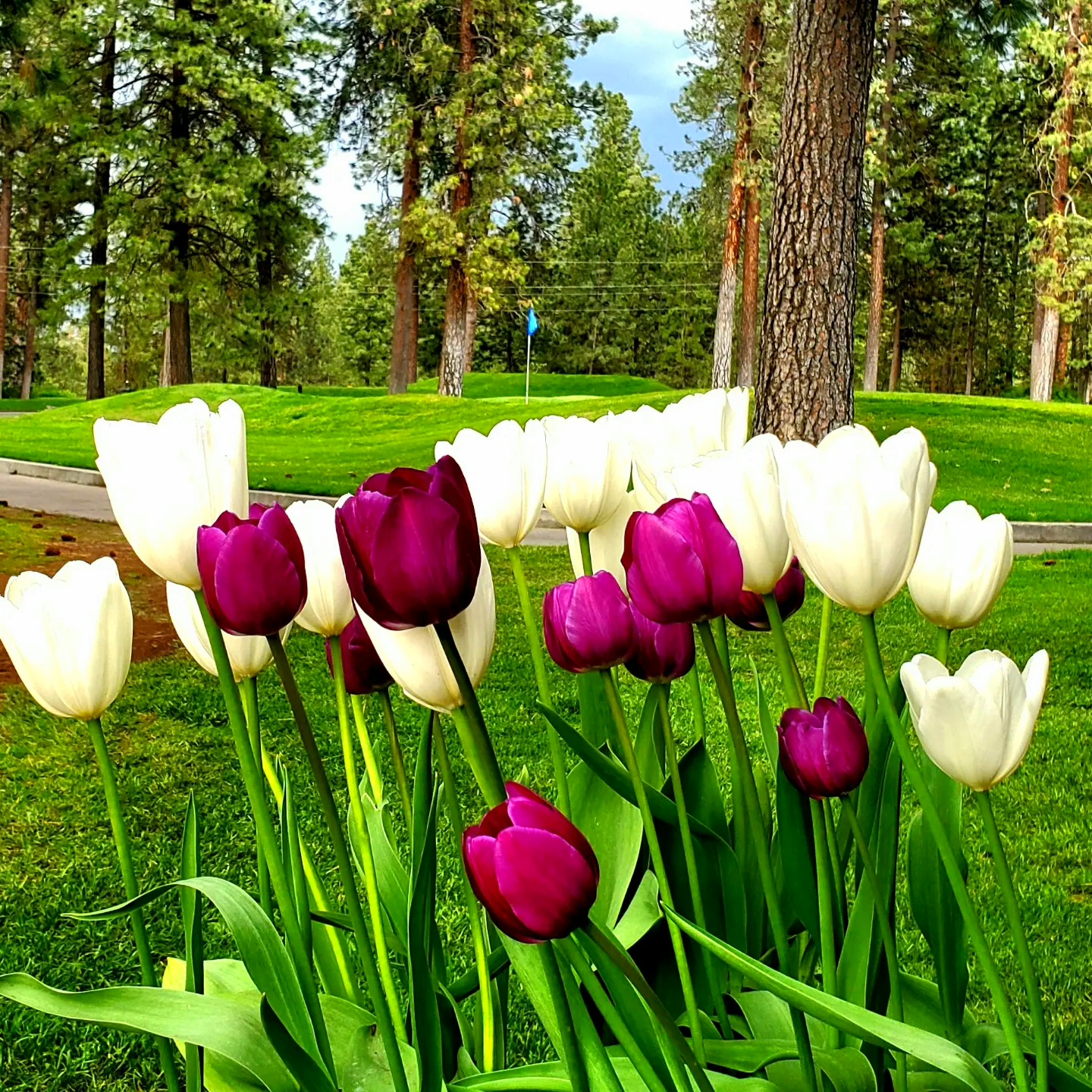 Circling Back to Circling Raven - Northeast Golf