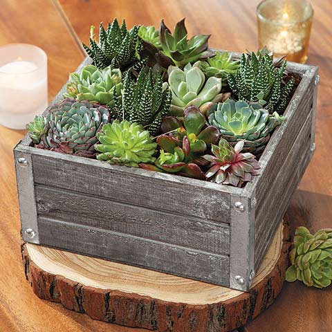Rustic Grey Succulent: Olive & Cocoa