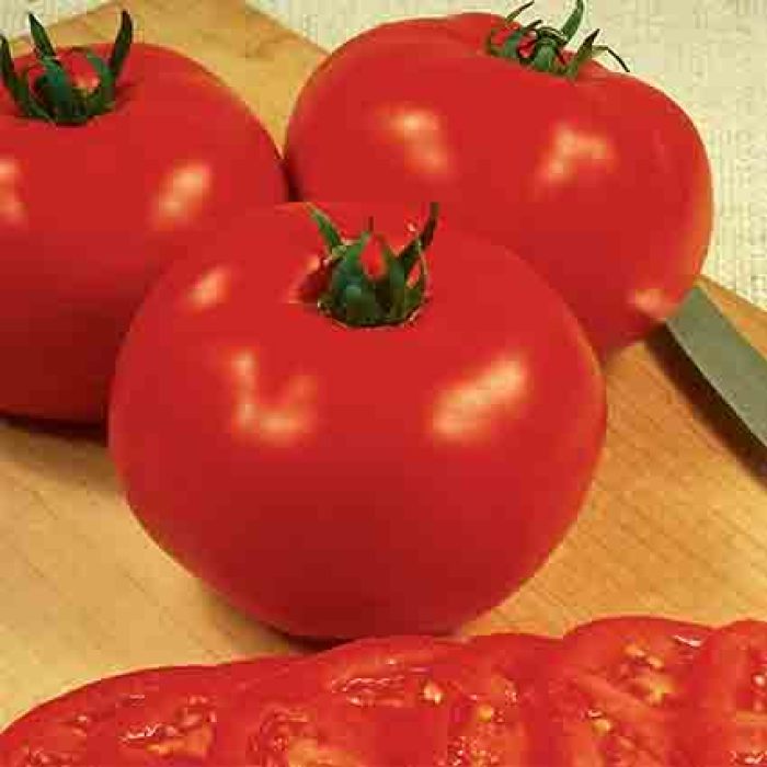 Original Abraham Lincoln Tomato, Tomato Seeds: R.H. Shumway's Company
