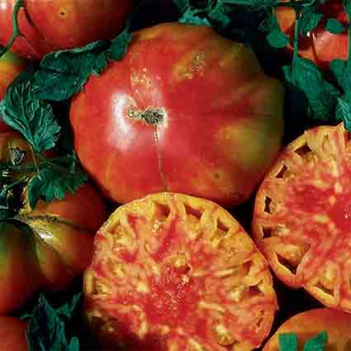 Hillbilly Tomato, Heirloom Vegetable Seeds: R.H. Shumway's Company