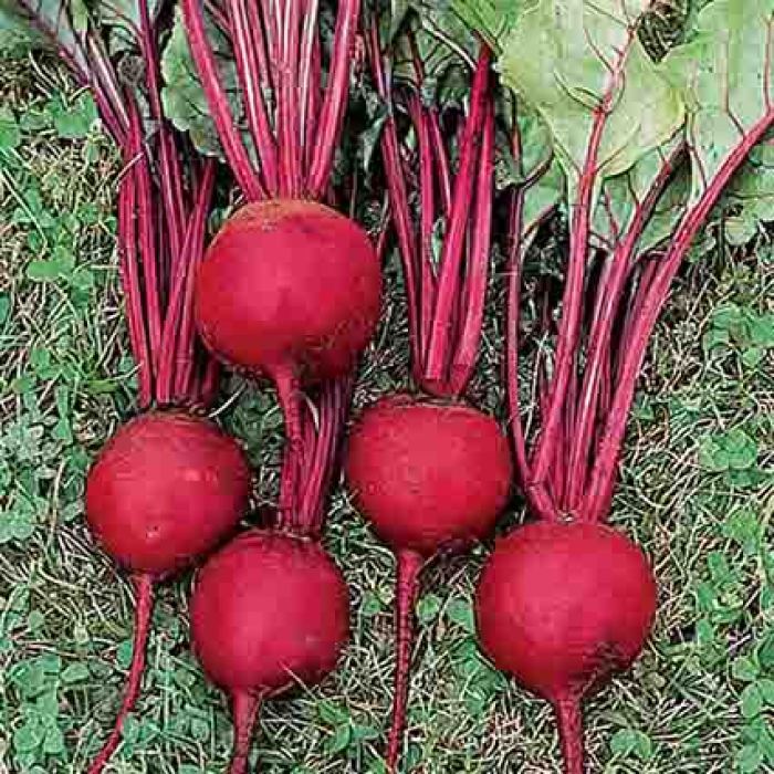 Ruby Queen Beet, AAS Winners: R.H. Shumway's Company