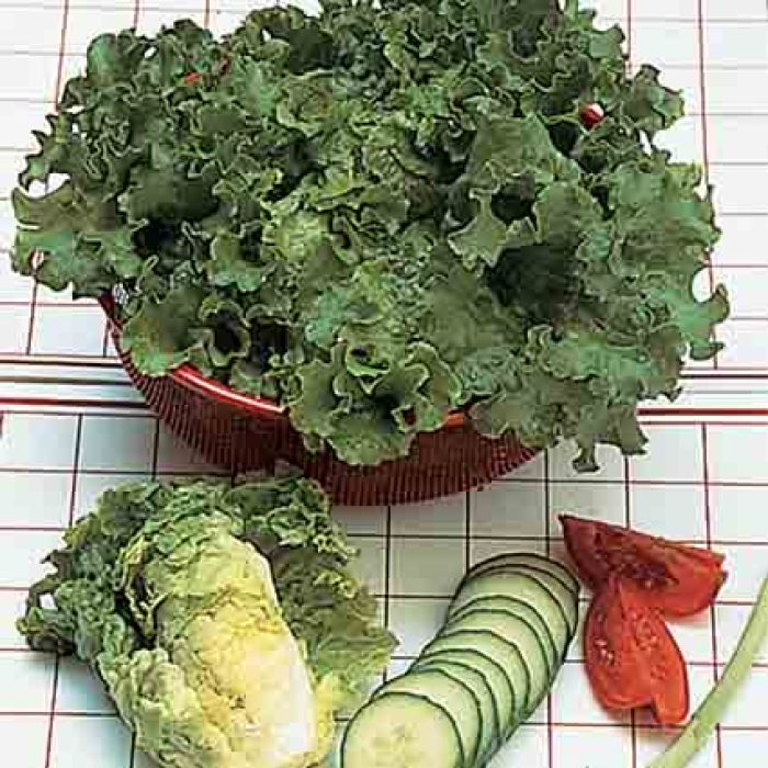 Green Ice Lettuce, Lettuce Seeds: R.H. Shumway's Company