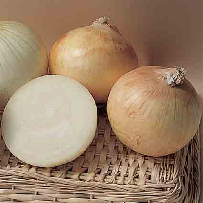 Candy Hybrid Onion, Onion Plants: R.H. Shumway's Company