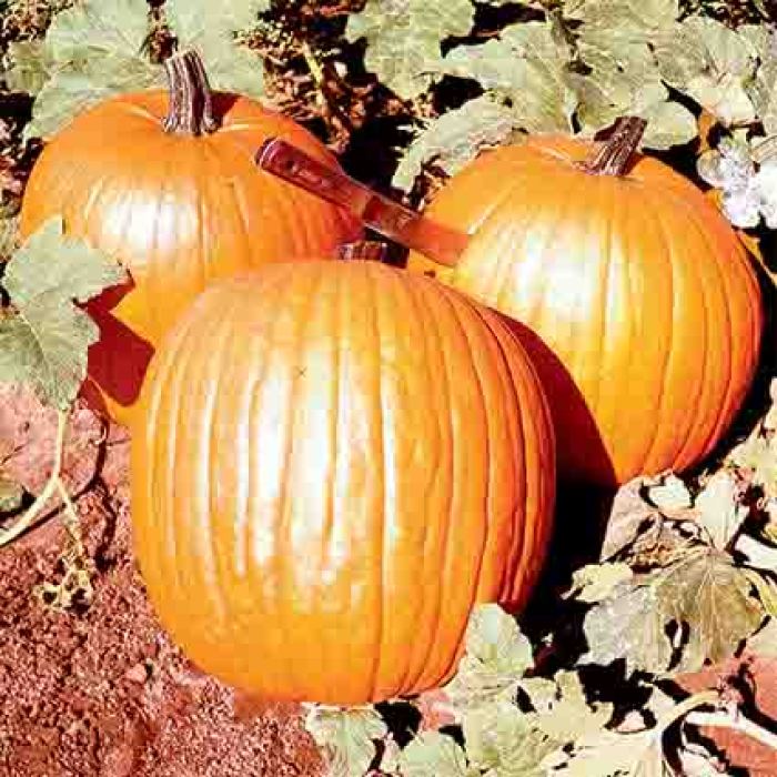 Howden Pumpkin, Pumpkin Seeds: R.H. Shumway's Company
