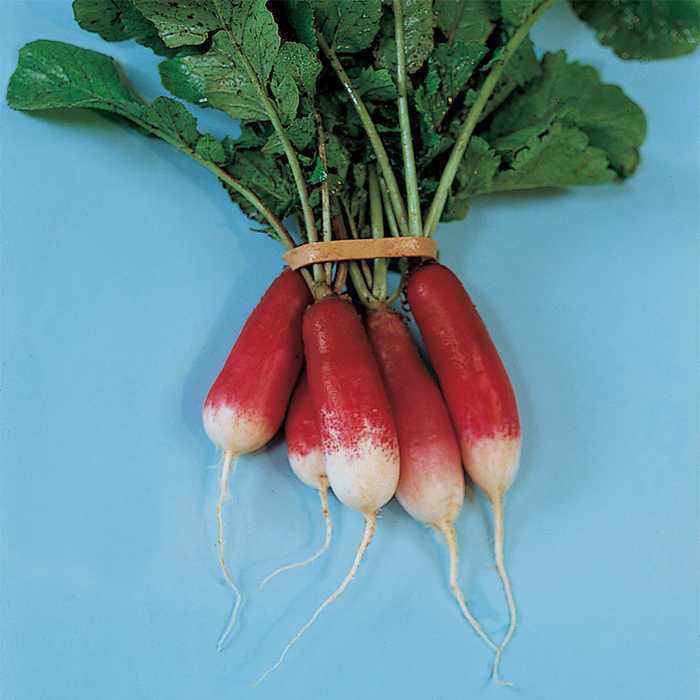 French Breakfast Radish, Radish Seeds: R.H. Shumway's Company