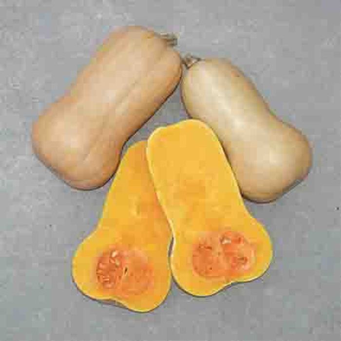 Waltham Butternut Squash, Squash Seeds: R.H. Shumway's Company