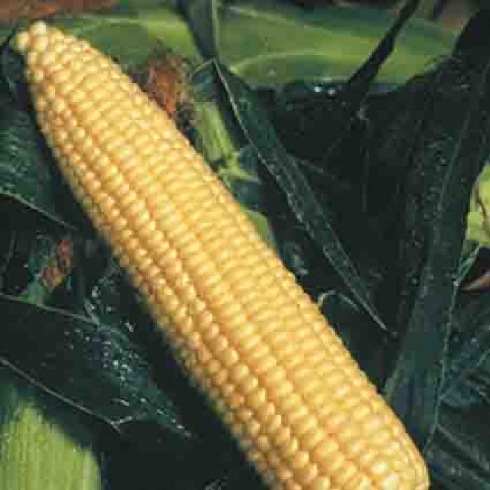 Golden Queen Hybrid Sweet Corn, Sweet Corn - Normal (su): R.H. Shumway ...