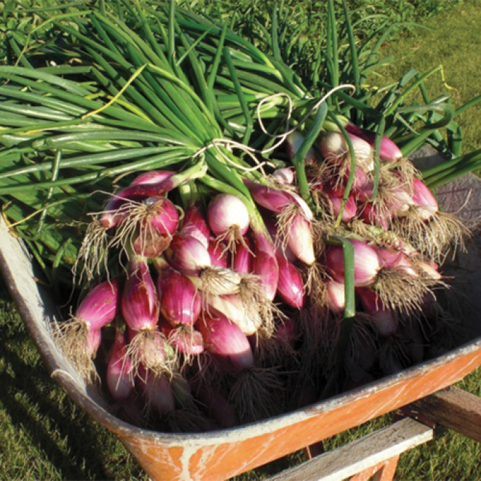 Red Torpedo Tropea Onion, Onion Plants: R.H. Shumway's Company