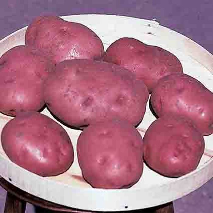 Red Pontiac Potato, Potatoes: R.H. Shumway's Company