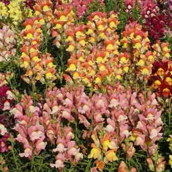 Maximum Mixed Snapdragons, Snapdragon: R.H. Shumway's Company