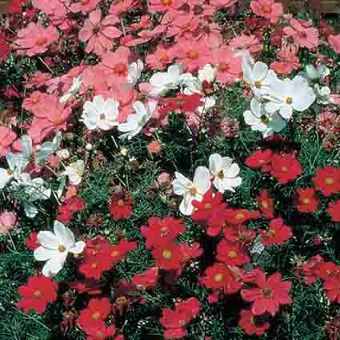 Sensation Mixed Cosmos, Cosmos: R.H. Shumway's Company