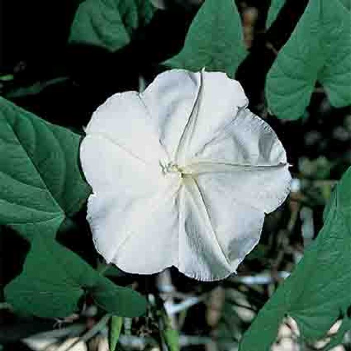 Moonflower Vine, Moonflower: R.H. Shumway's Company