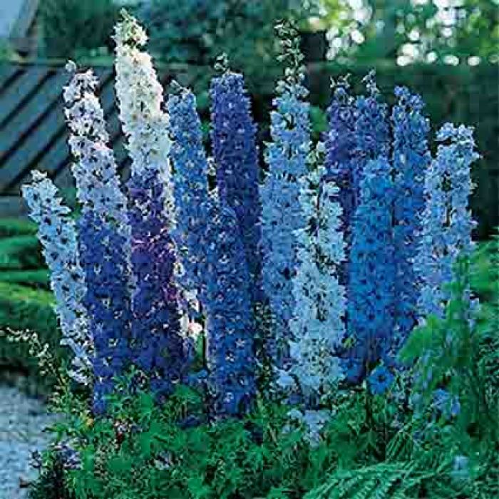 Blue Fountain Mixed Delphinium, Perennial Seeds: R.H. Shumway's Company