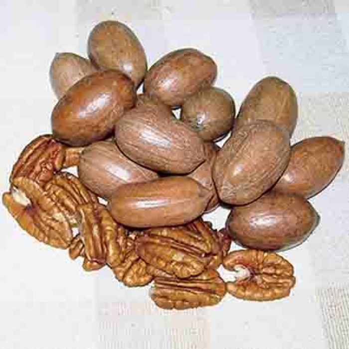 Hardy Pecan Tree, Nut Trees: R.H. Shumway's Company
