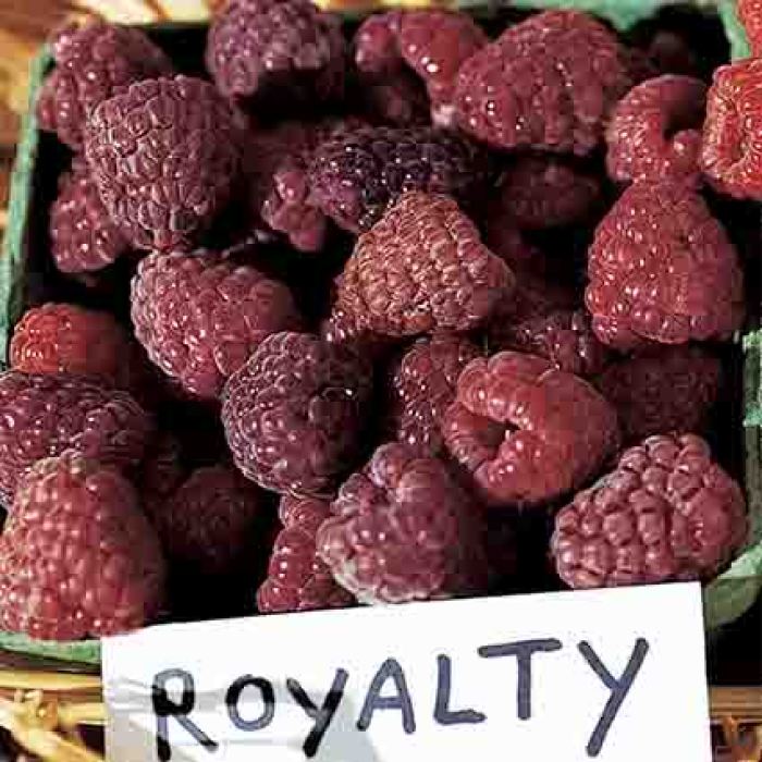 Royalty Purple Red Raspberry, Fruits and Nuts: R.H. Shumway's Company