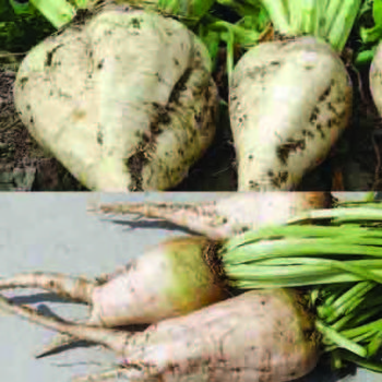 Mangel Seeds: R.H. Shumway's Company