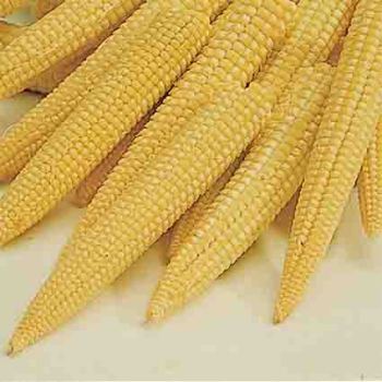 Sweet Corn - Normal (su): R.H. Shumway's Company