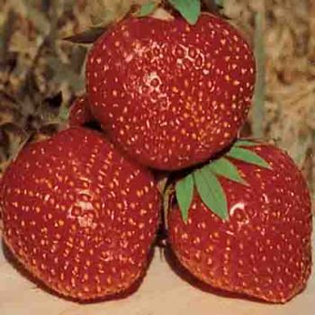 Garden Seed | Vegetable Garden Seed | Garden Seed Catalog | Garden Seed ...