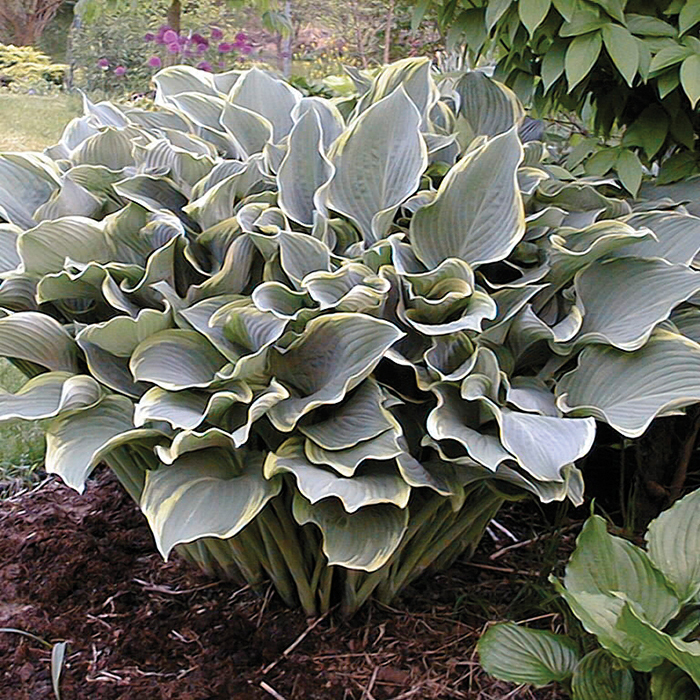 Hosta Regal Splendor, Hostas P-R: Roots & Rhizomes
