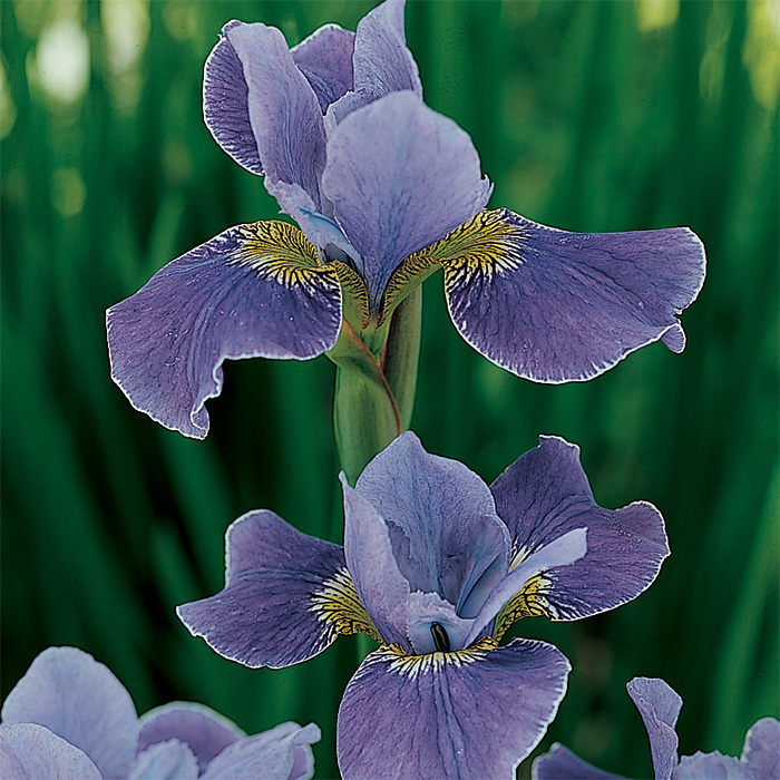 Siberian Iris Silver Edge, Siberian Iris O-Z: Roots & Rhizomes