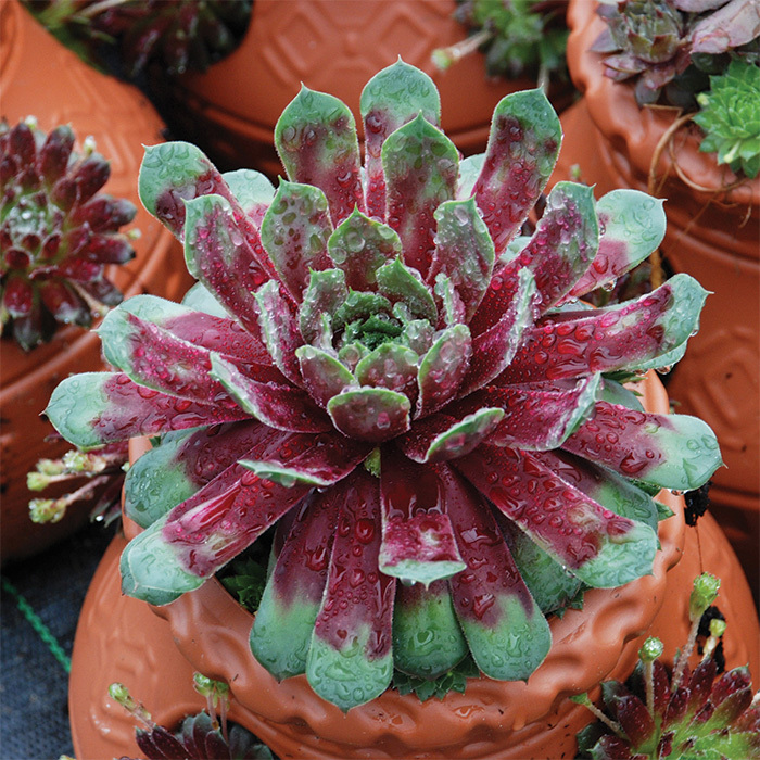 Sempervivum Ruby Heart, Sempervivum: Roots & Rhizomes