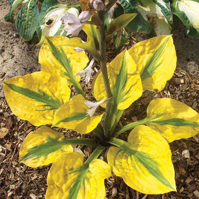 Hosta Glad Rags, Hostas F-I: Roots & Rhizomes